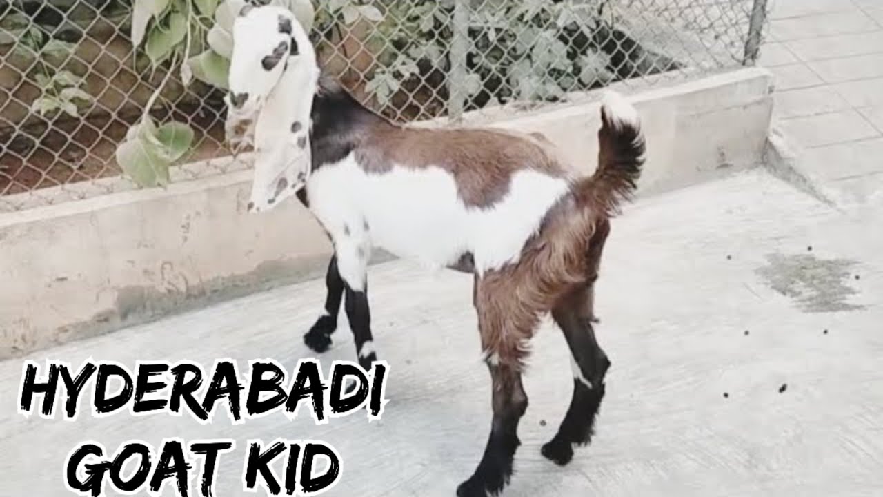 Hyderabadi male goat kid in balanagar JD metla | hyderabadi bakra ...