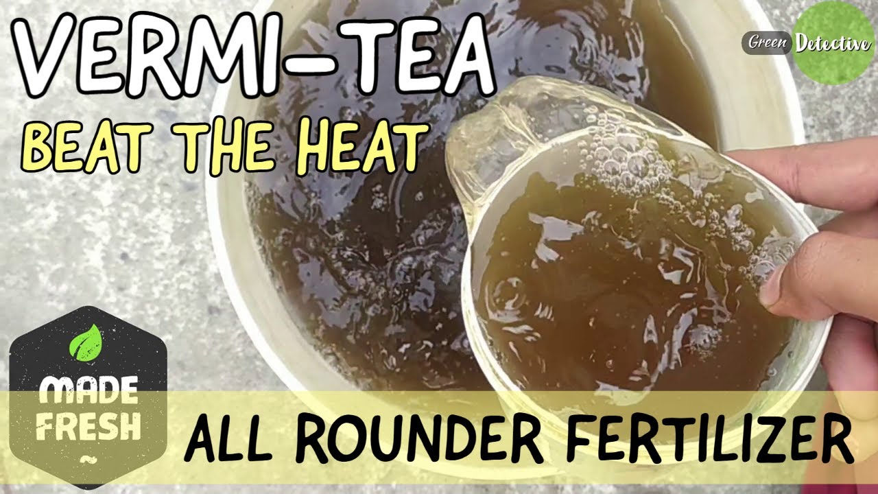 How to Make Vermi Compost Tea at Home | All purpose liquid fertilizer ...