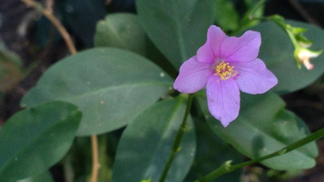 Talinum fruticosum (medicinal plant) - YouTube