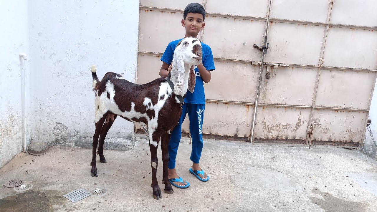 Ablaq hyderabadi bakri available in Hyderabad near nawab shab Kunta ...