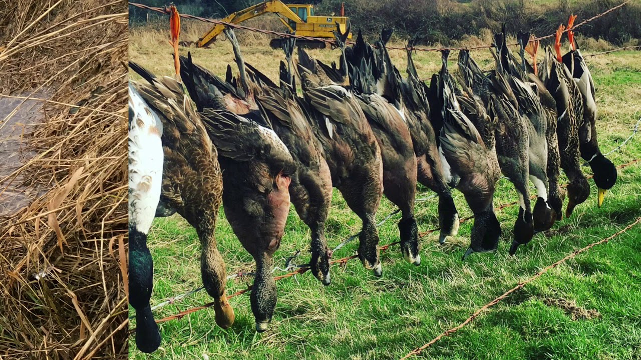 December 2017 Oregon duck hunting - YouTube