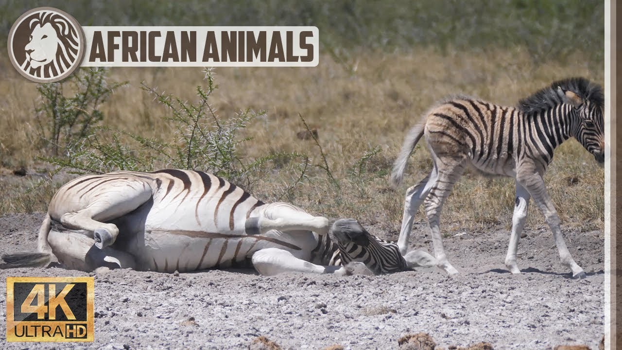 Zebras having a dust bath 🦓 Etosha National Park - YouTube
