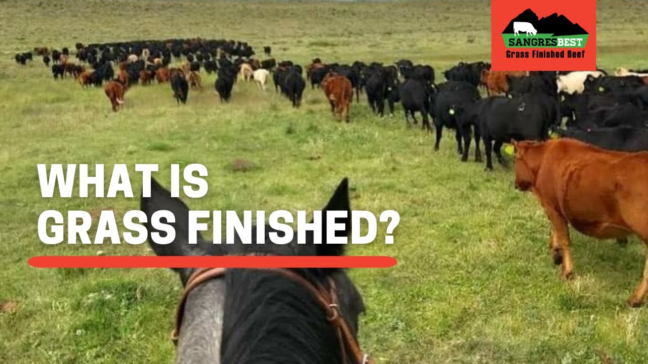 What Does It Mean To Grass Finish A Cow? - YouTube