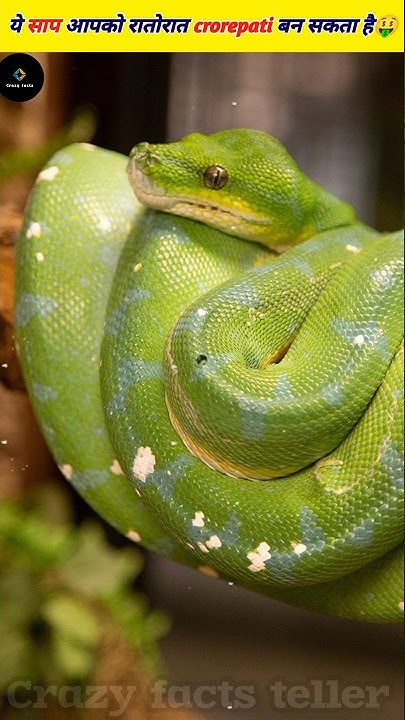 World 's most expensive snake 🤑 - YouTube