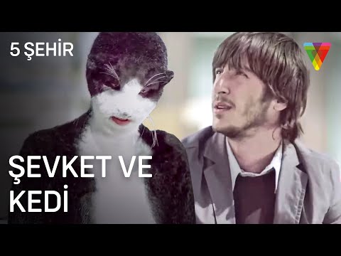 Şevket ve Kedi | 5 Şehir