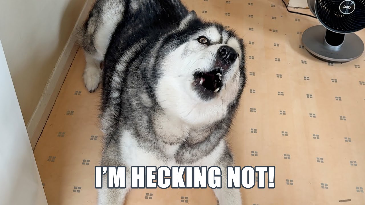 Talking Husky Offended By My Nickname For Him! - YouTube