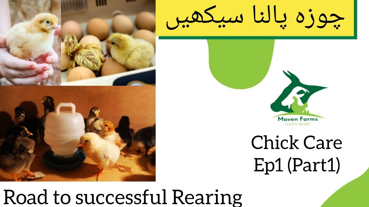 Chick Care || Ep1(Part1) || Chick Raising || Early Chick Life || Road ...
