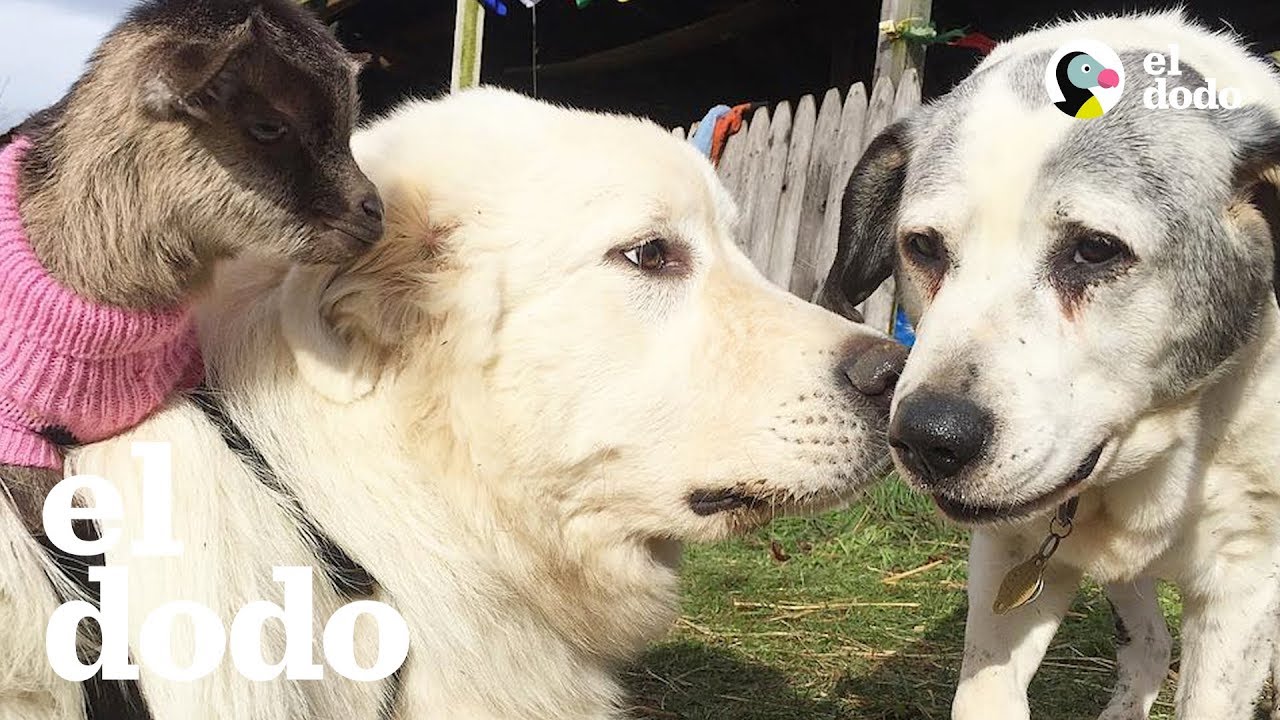 Cuanto Cuesta Un Cachorro Akbash