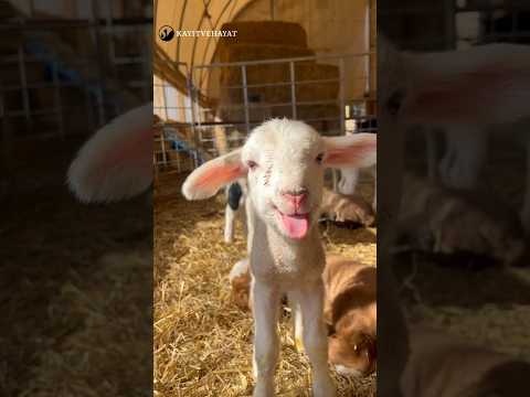 Hayvan Sesleri | Animal Sounds ❤️🤗#kuzusesi #lambvoice #Buzağı #inek #cow #calf #keçisesi #goat