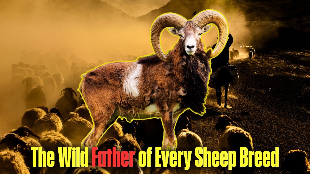 Mouflon: The Original Blueprint and Ancestor of All Domestic Sheep ...