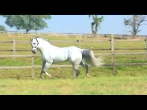 Lote 700   Eyesa Special