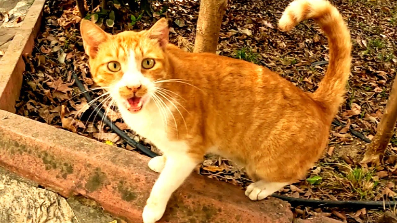 Incredible! Just look at the CLAIMS this CAT😼with an unusual face makes ...