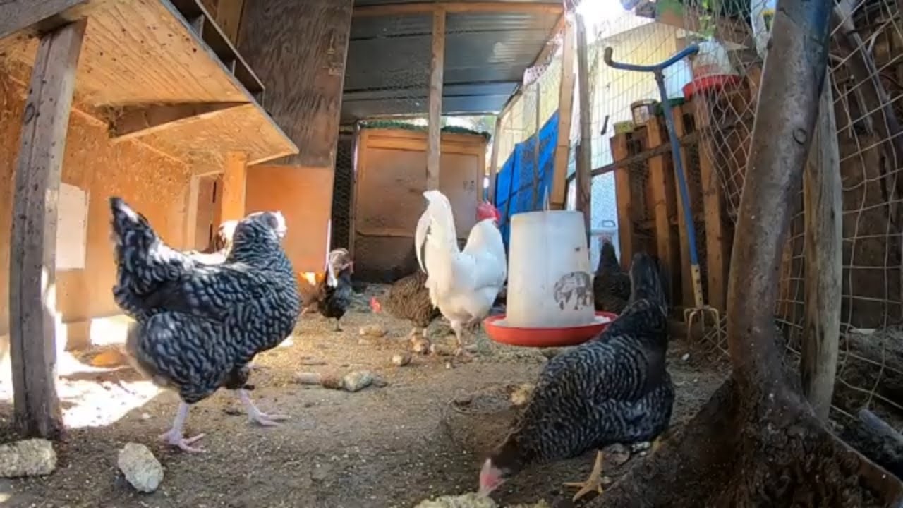 Over An Hour Of Continuous Chicken Footage Rooster Crowing Cute ...