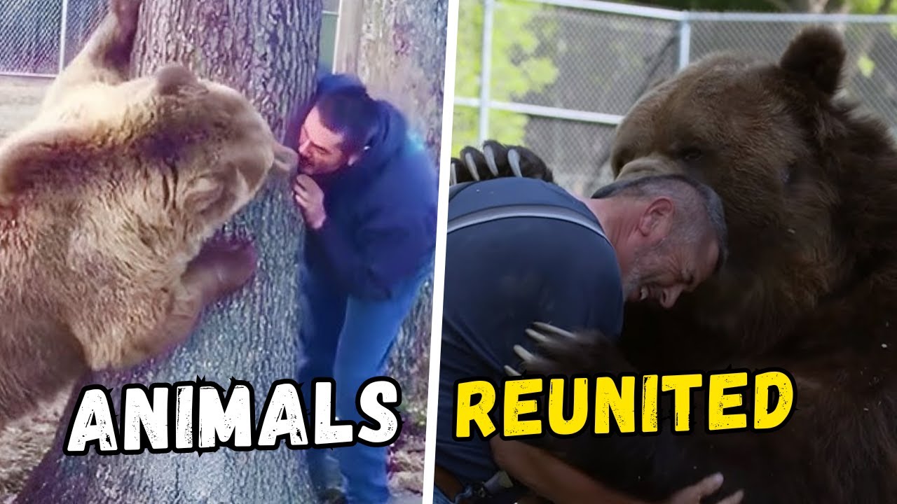 30 Moments of Animals Reunited With Owners After Years - Part 2 - YouTube