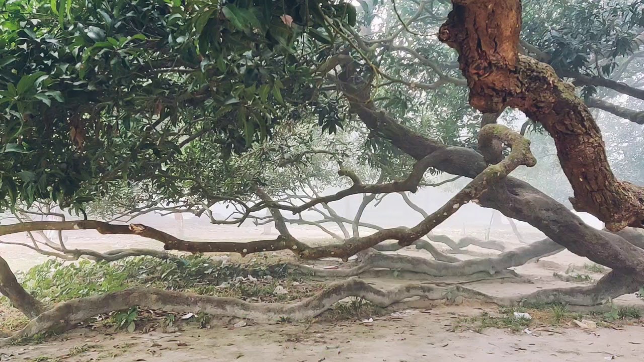 Asia's Largest Mango Tree in Bangladesh - YouTube
