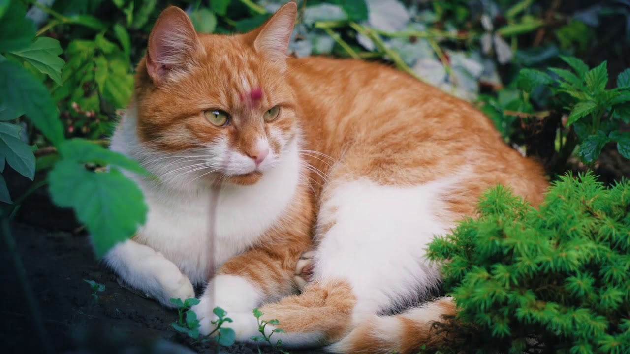 Funny and cute baby cat complition #2 - YouTube