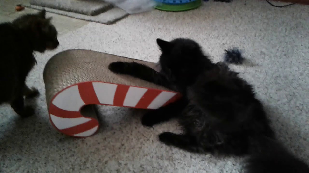 New candy cane scratching post - YouTube