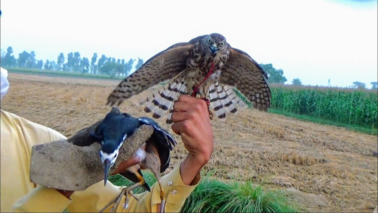 Amazing hunting with shikra||super hunting with shikra||eagle hunting # ...