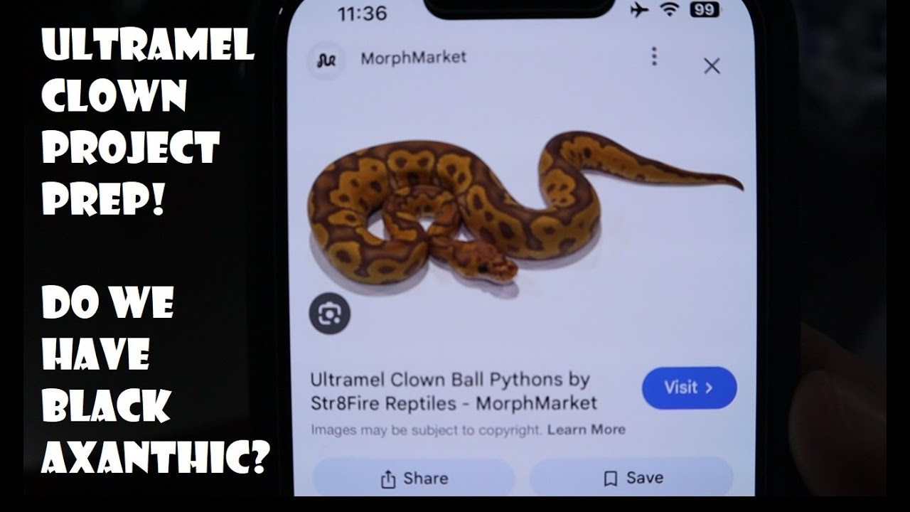 Do we have Black Axanthic? Plus Ultramel Clown Project Raring to Go! - YouTube