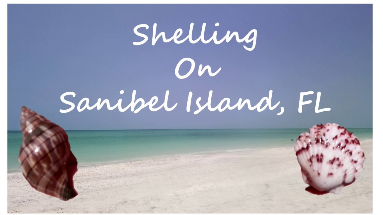 Shelling on Sanibel Is, FL // Tons of Sea Shells 🐚🐚🐚 - YouTube