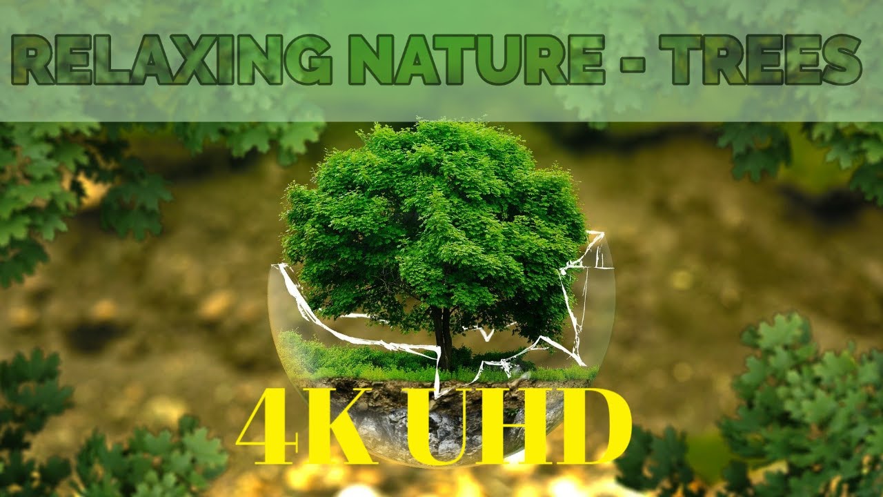 Relaxing Nature | Trees | Deep Forest | 4K UHD - YouTube