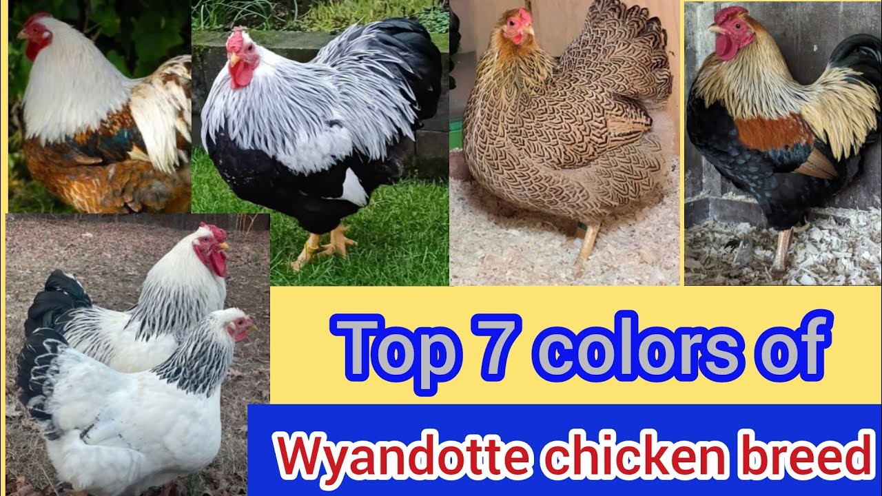 Top 7 colors of wyandotte chicken breed | wyandotte chicken colors ...