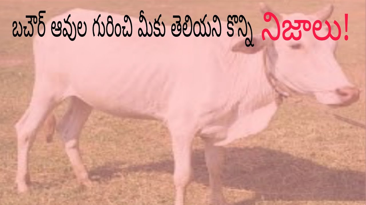 Some Facts You Didn't Know About Bachaur Cows# youtube # cow - YouTube