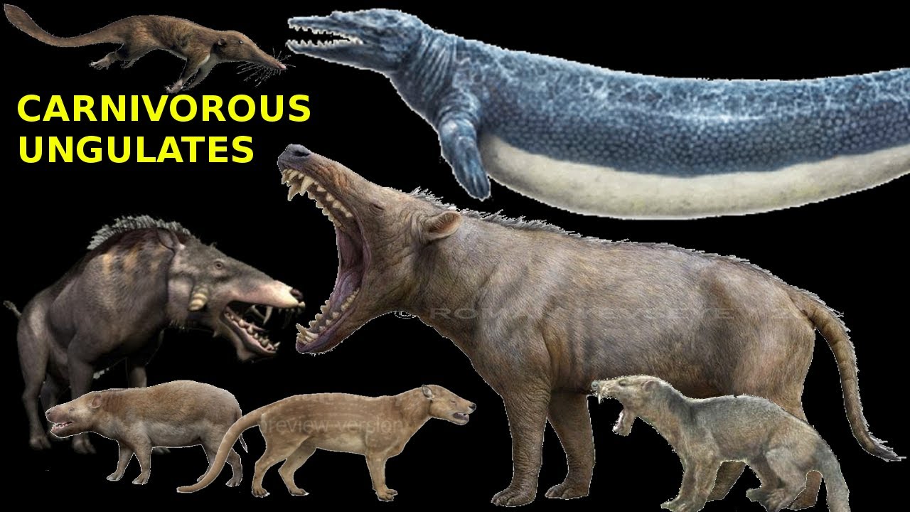 Carnivorous Ungulates - YouTube