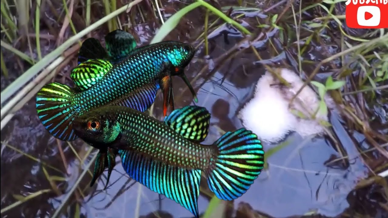 betta Stiktos in Cambodia - YouTube