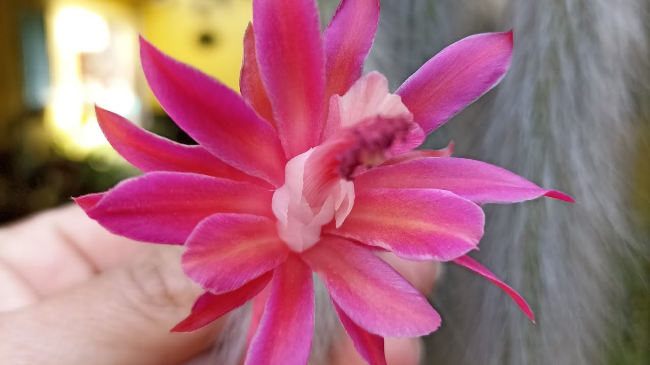 Rabo De Macaco Com Flor Cor De Rosa + De 30 Suculentas Raras Para Meu ...