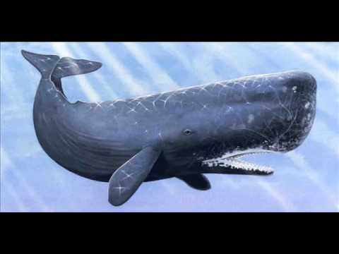 NeyNey Quit Talkin Stasia Diss Video