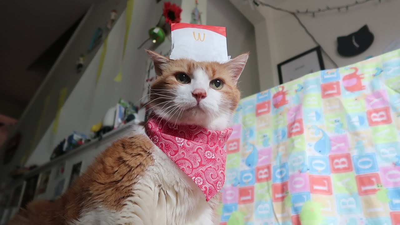 Cat Is A Hashbrown - YouTube