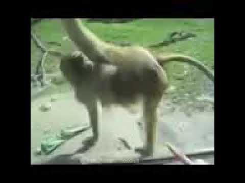 Azerbaycan sayagi video ☺☺☺