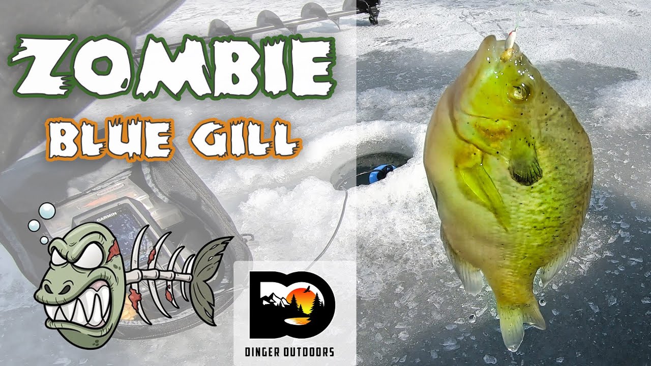 Zombie Blue Gill - YouTube
