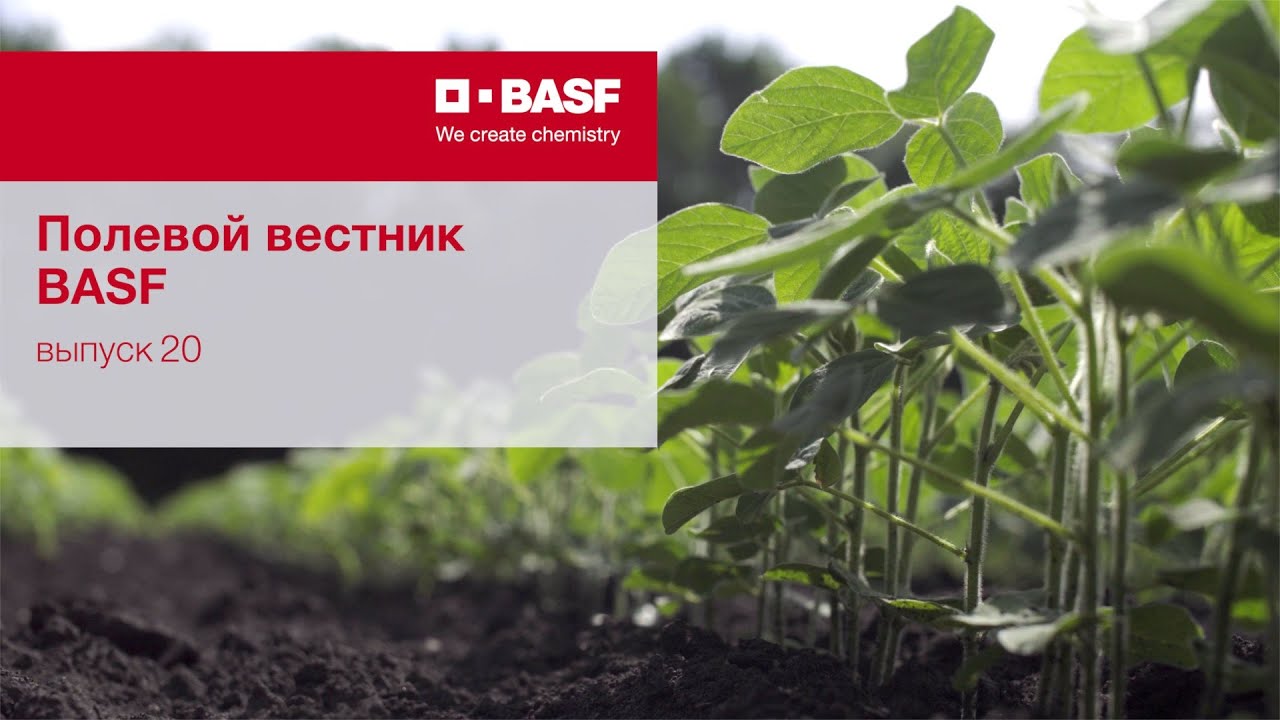 Полевой вестник BASF - выпуск 20 от 17.06.2020. КОРУМ® на сое в АЦ BASF ...