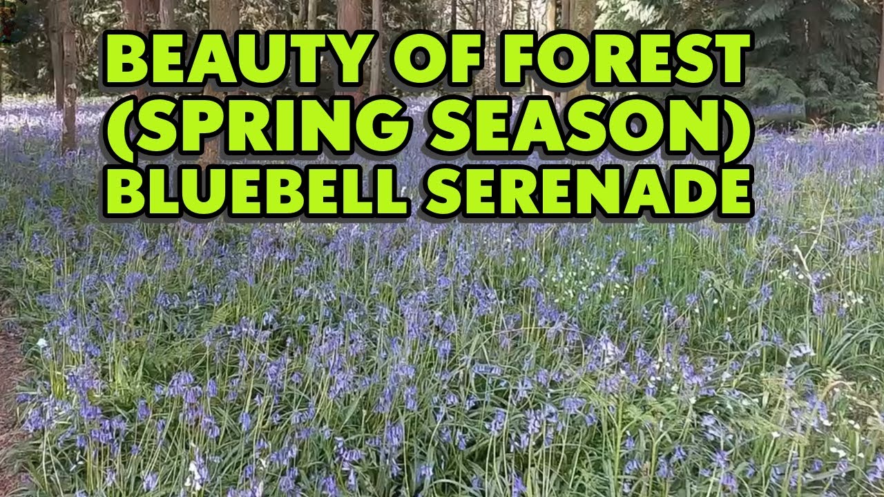beauty of forest (spring season) Bluebell serenade - YouTube