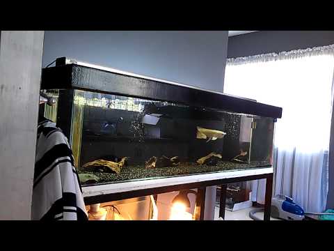 Arowana Jumping or Swimming Vertically - YouTube