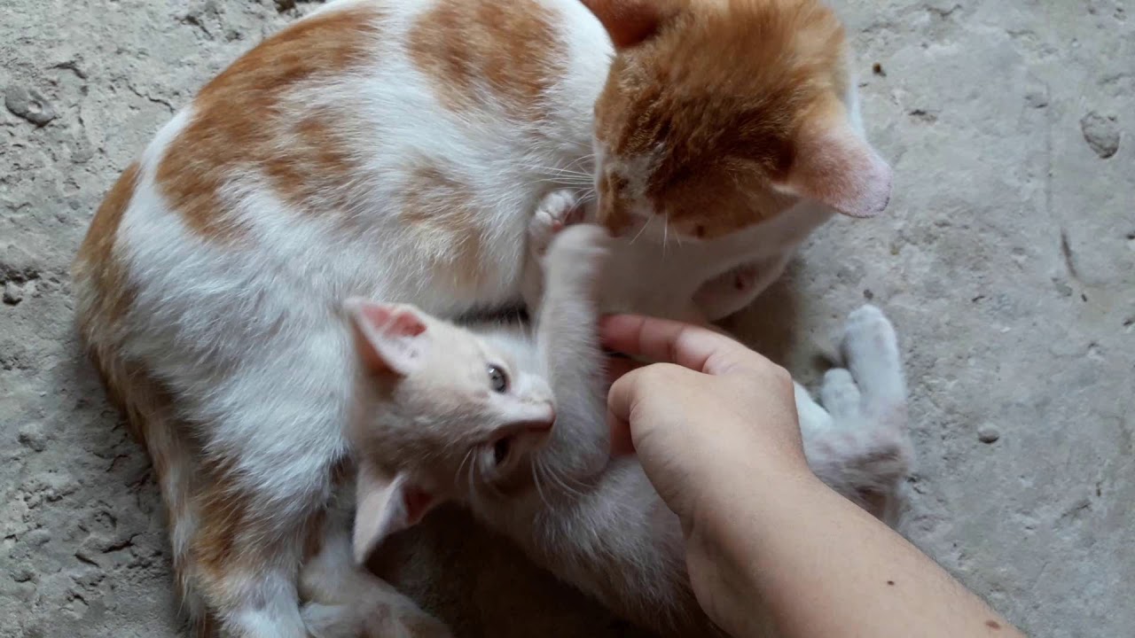 Naughty Suga | Cat Interlude #1 - YouTube