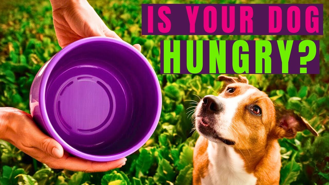 How to Tell If Your Dog Is Hungry: 10 Clear Signs - YouTube