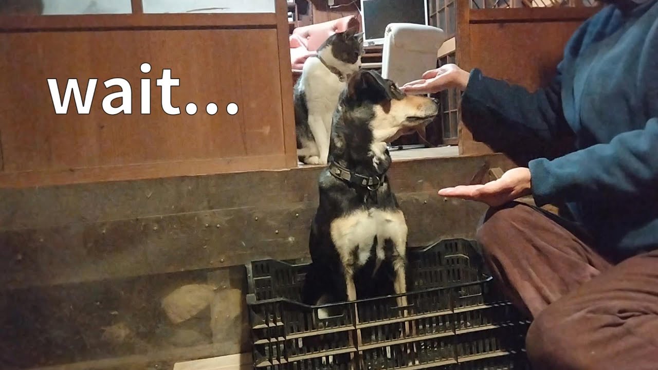 Wait and OK in dog and cat. Double success!! - YouTube