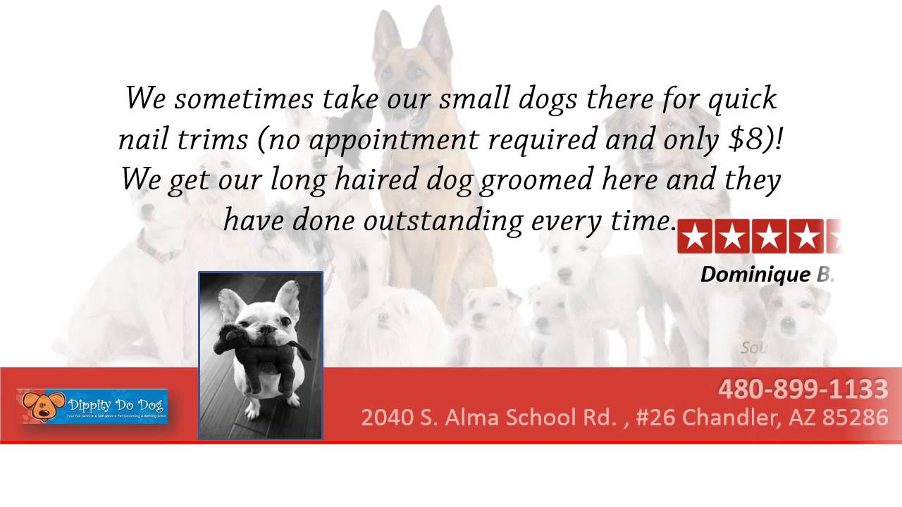 Dippity Do Dog REVIEWS (480) 899-1133 Pet Groomers Chandler, AZ - YouTube