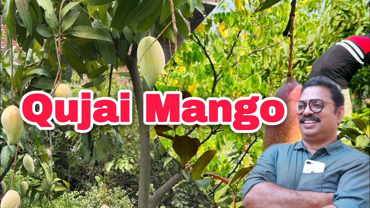 QJAI MANGO @razzgarden - YouTube