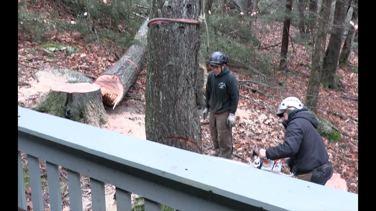 Canon HFG70 Tree work. #treework #chainsaw #cuttingtrees - YouTube