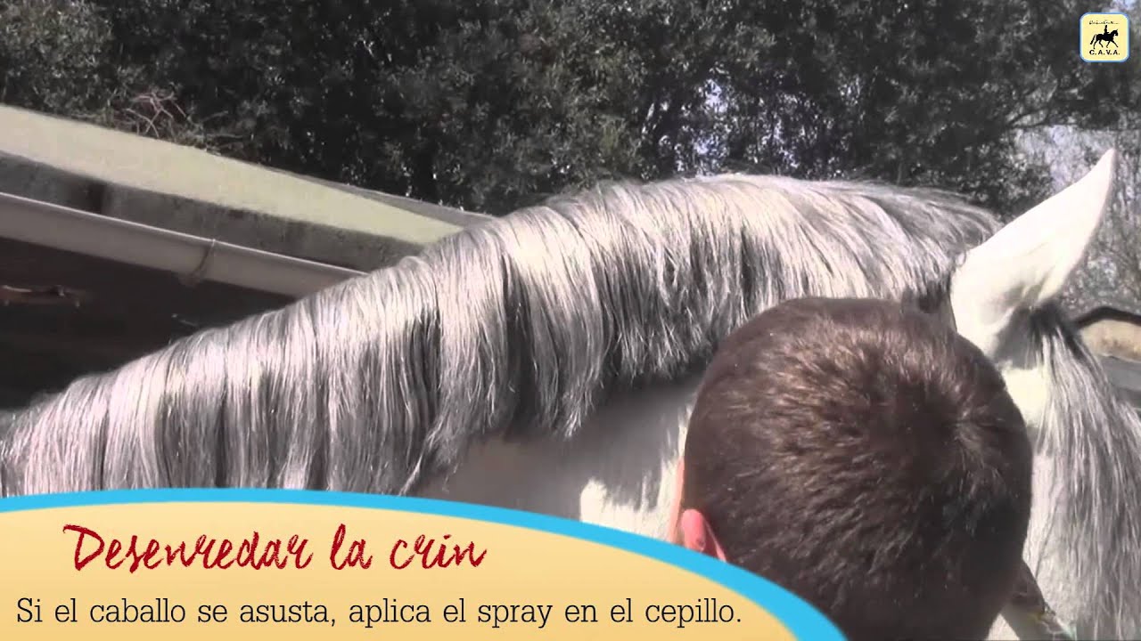 Guia Cuidados - Nº 3 Crines y cola - YouTube
