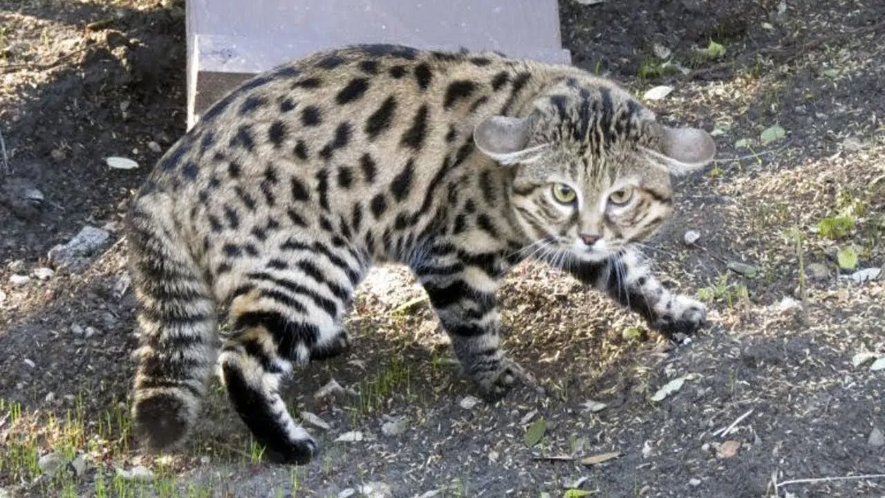 The World’s Deadliest Cat Also Happens To Be One Of Its Cutest - YouTube
