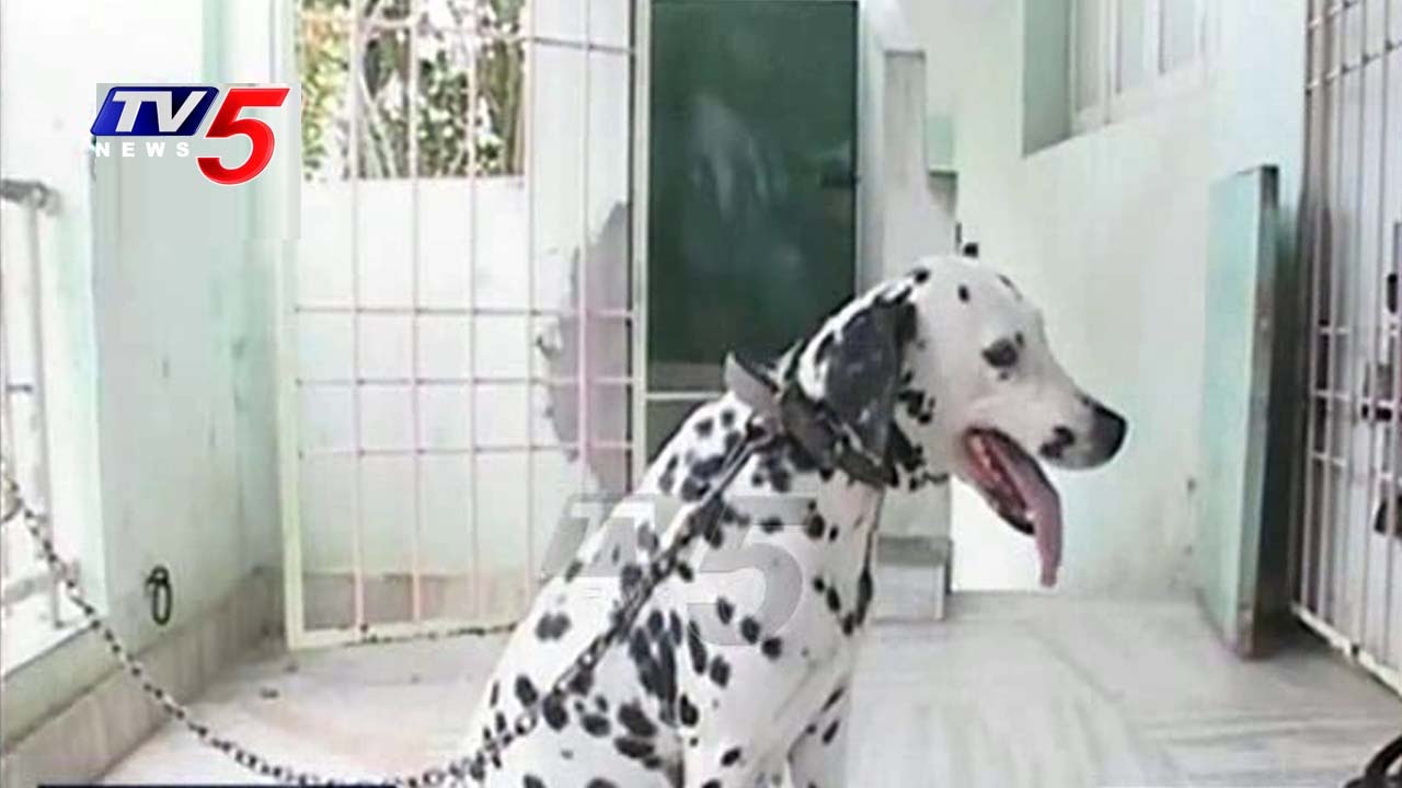 Dogs For Rent In Eluru | To Protect House From Thieves | Andhra Pradesh ...