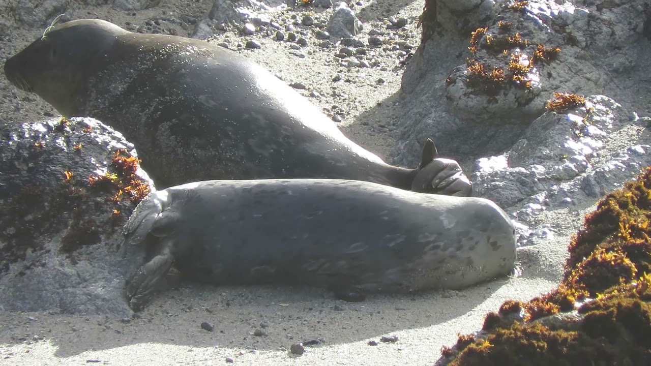 A Harbor Seal Pup Approaches Weanerhood at the 5th Street Rookery - YouTube