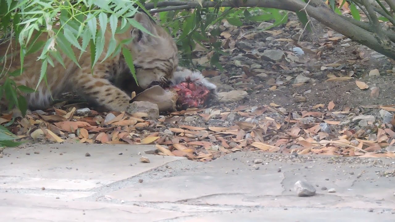 Bobcat Kitten Eating Rabbit - YouTube