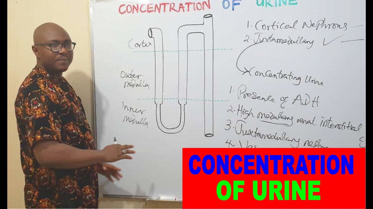 Concentration Of Urine - Lecture 6 - YouTube