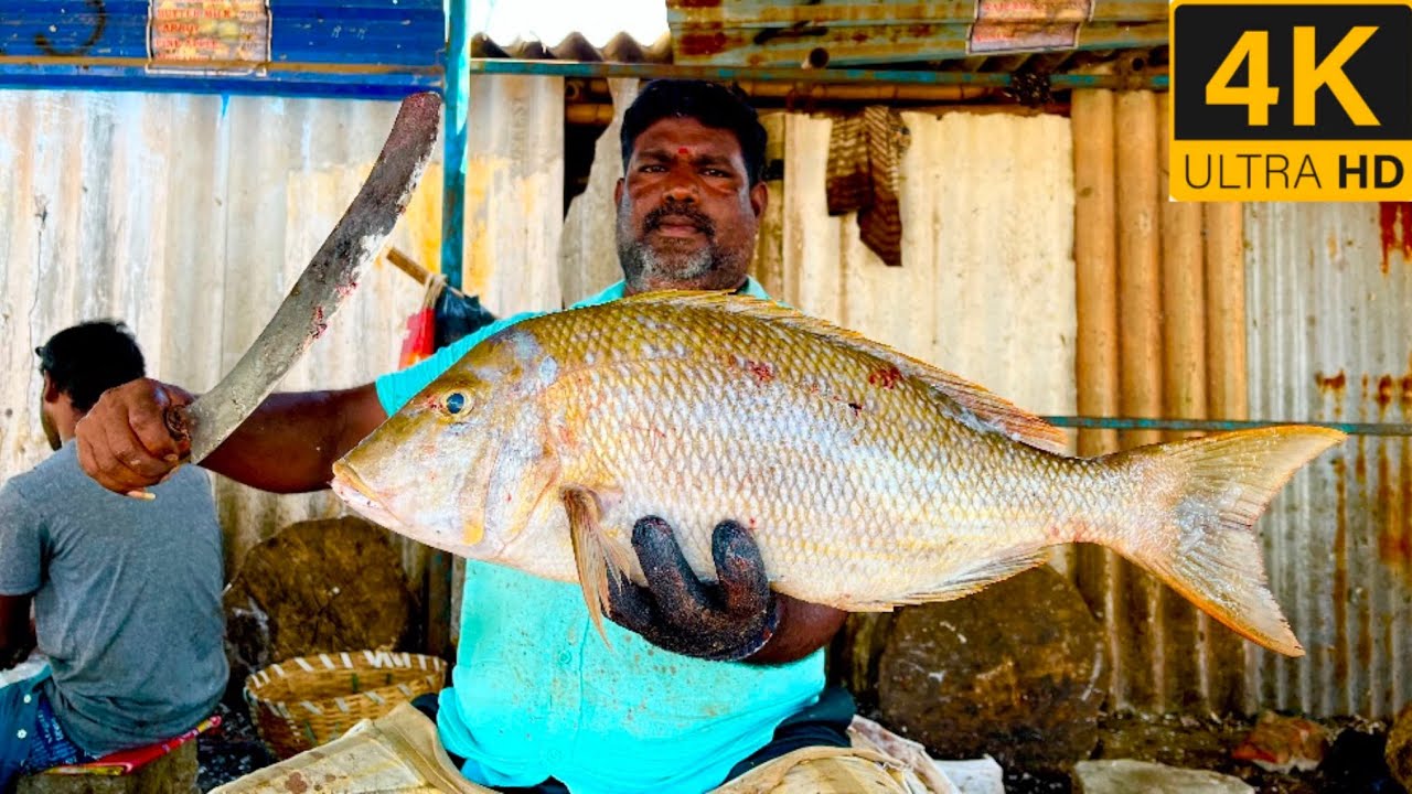 Koduva fish cutting video/fishcuttingrs#fish #kasimedu #fishcuttingrs ...